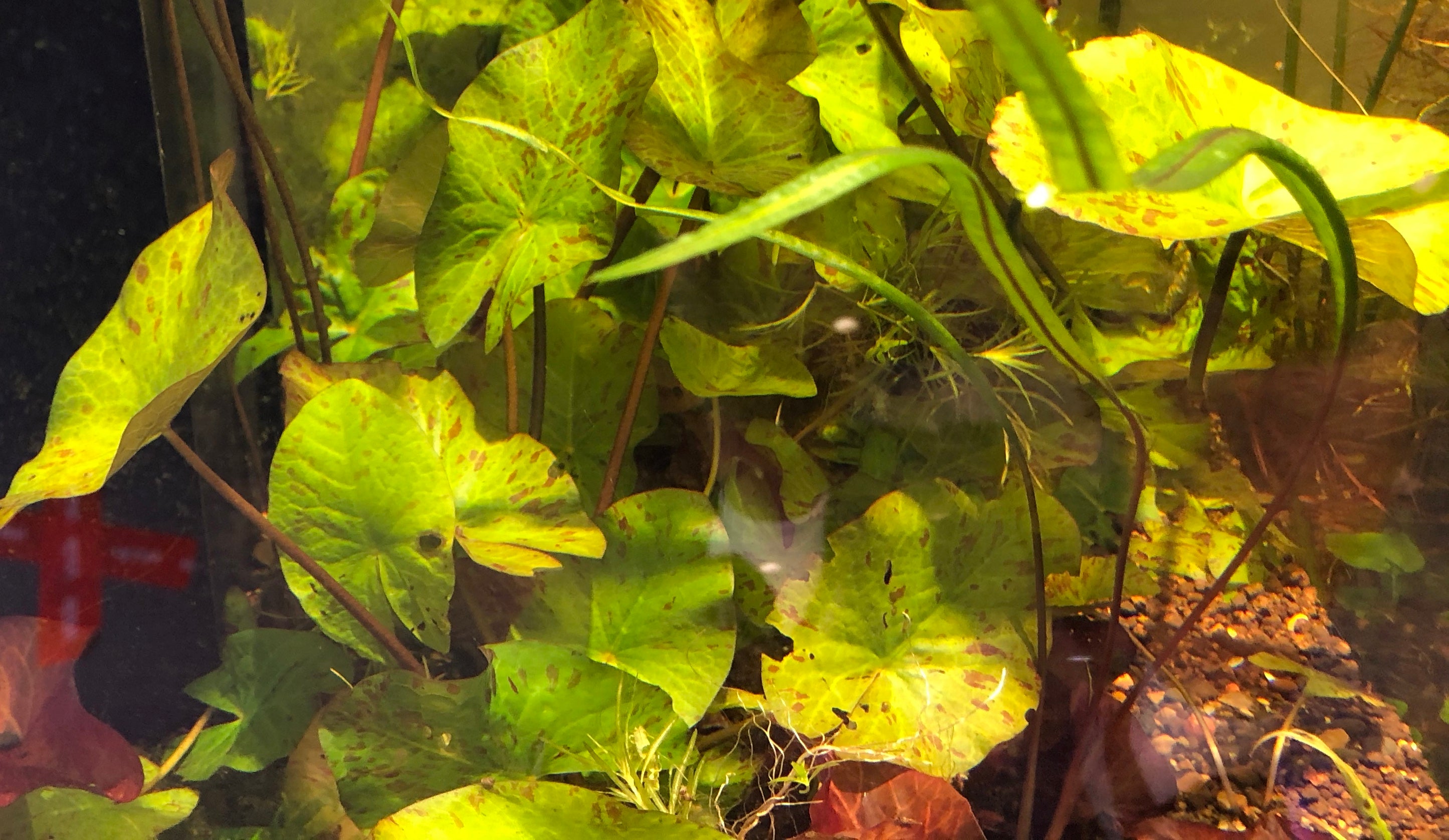 Live Green Lotus Lilly – Guppy's Aquarium Products