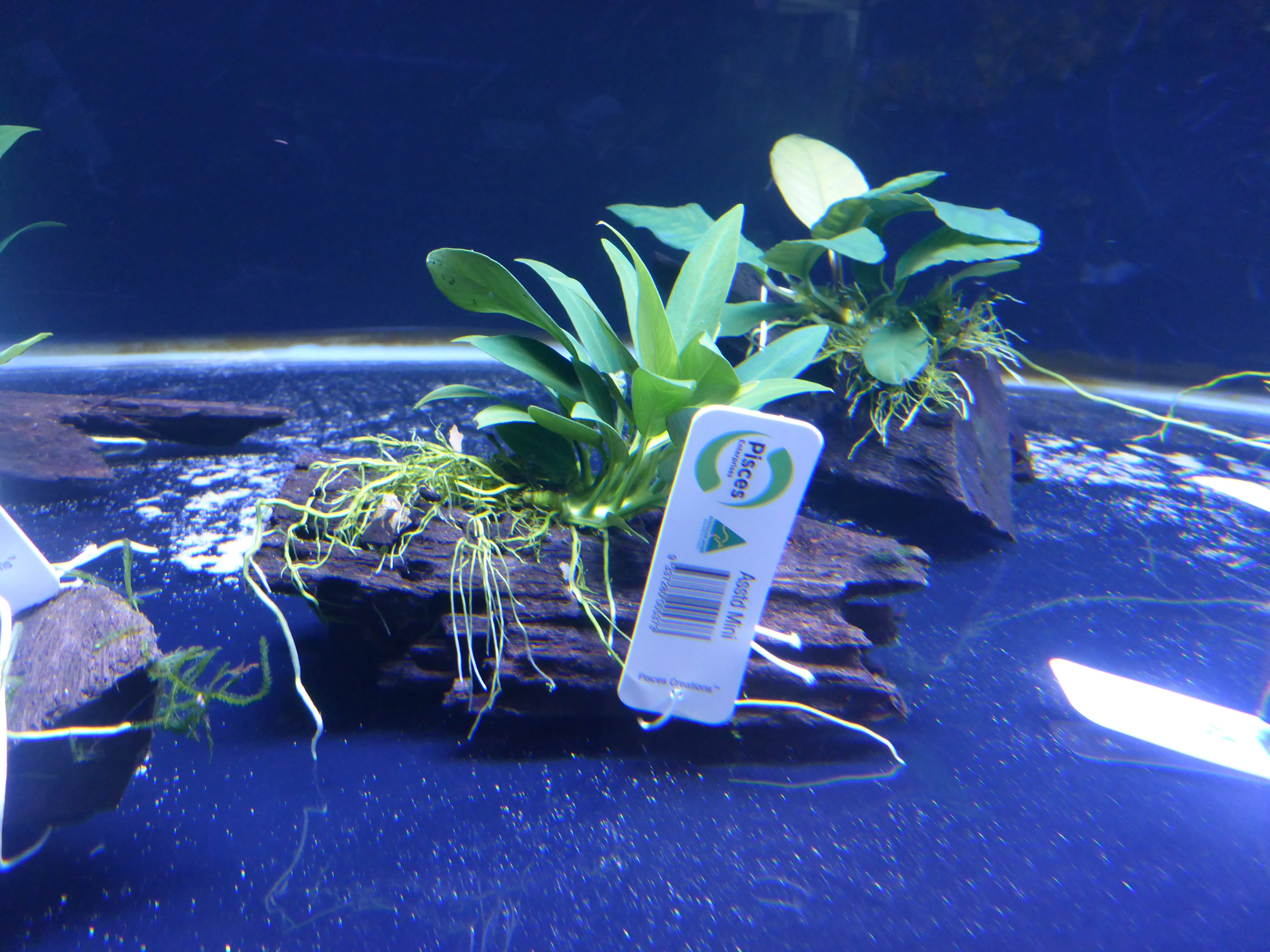 Live Anubias Driftwood creation small – Guppy's Aquarium Products